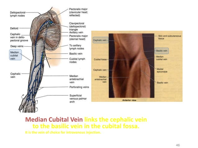 Arm and cubital fossa- Dr.K.S.Ravi