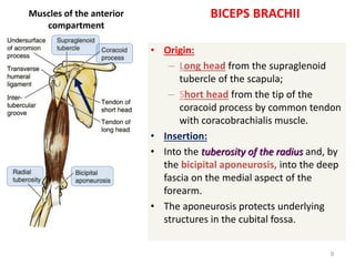 Arm and cubital fossa- Dr.K.S.Ravi