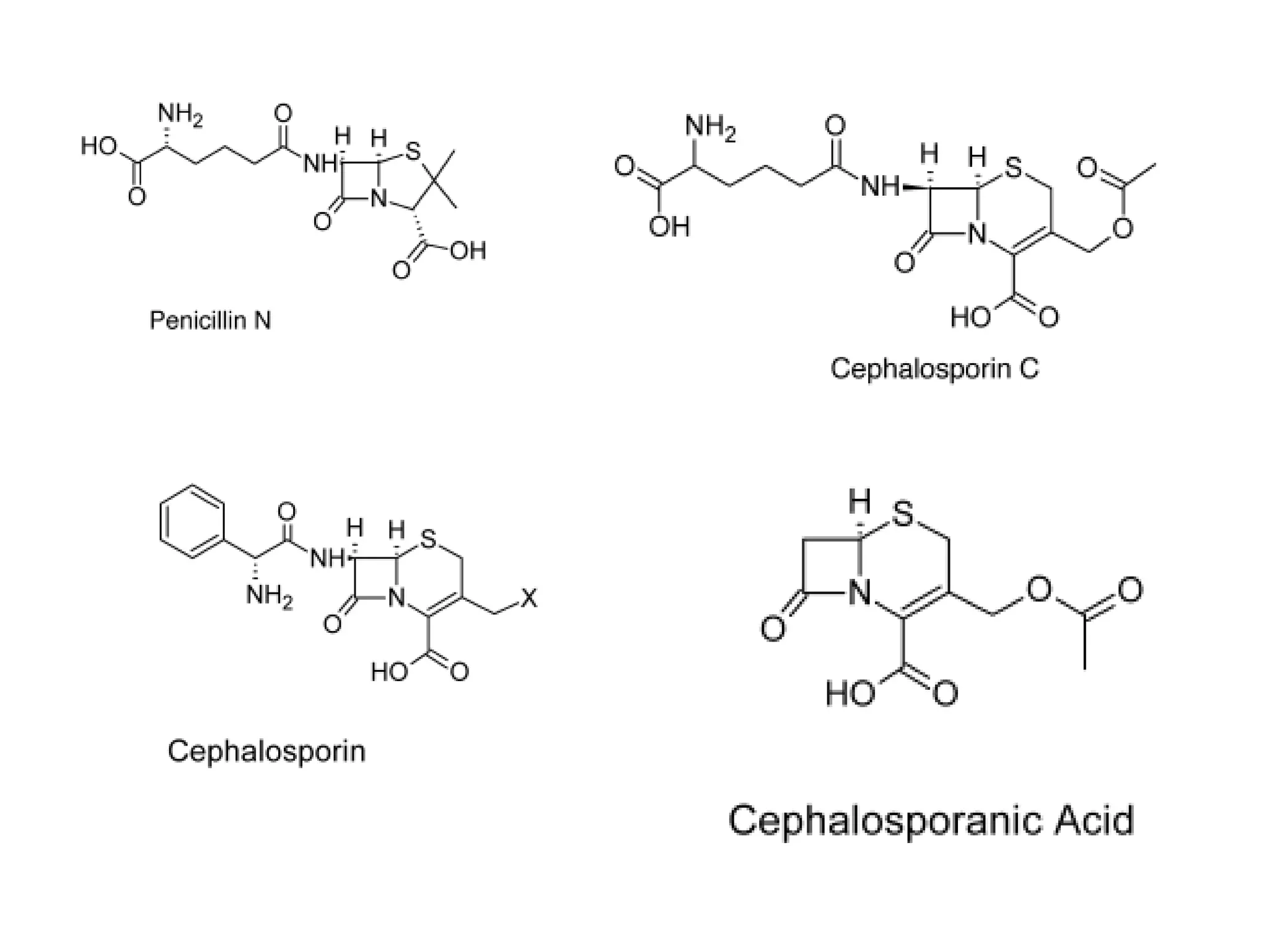 Cephalosporins antibiotics - Beta lactam antibiotics | PDF