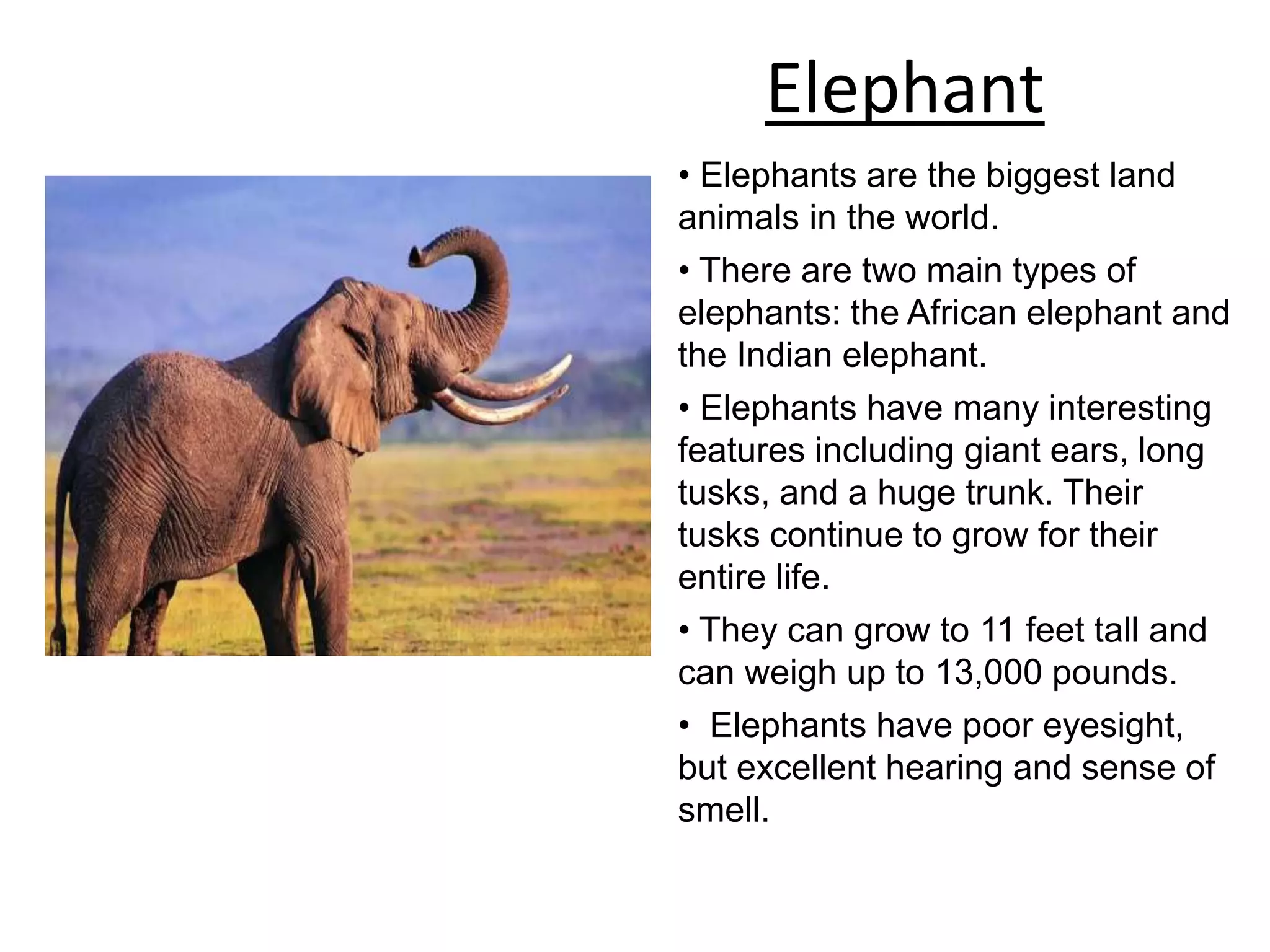 WILD ANIMALS | PPTX