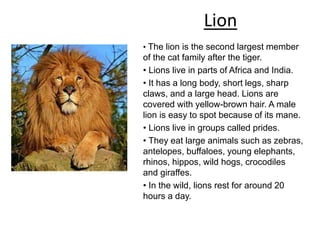 WILD ANIMALS | PPTX