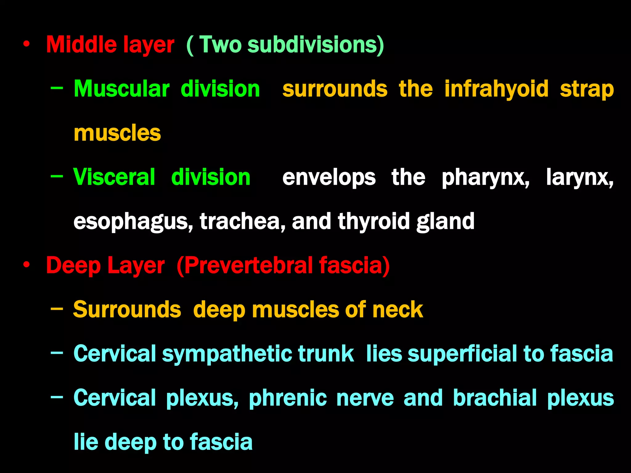 7. anatomy of neck | PPT