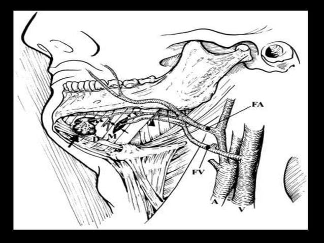7. anatomy of neck | PPT