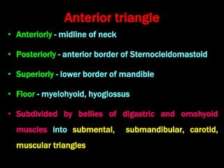 7. anatomy of neck | PPT