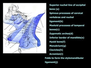 7. anatomy of neck | PPT