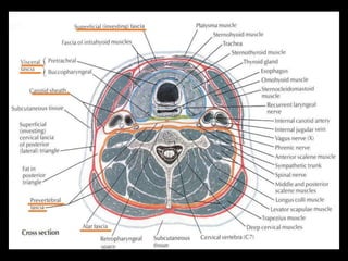 7. anatomy of neck | PPT