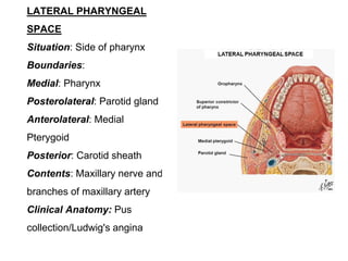 Parapharyngeal Space Boundaries