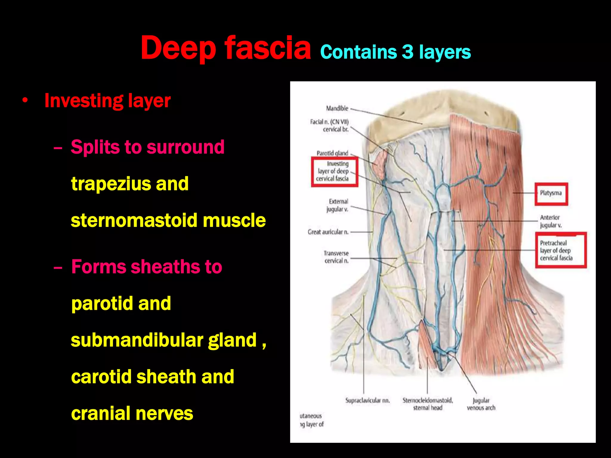 7. anatomy of neck incuding deep neck spaces | PPT