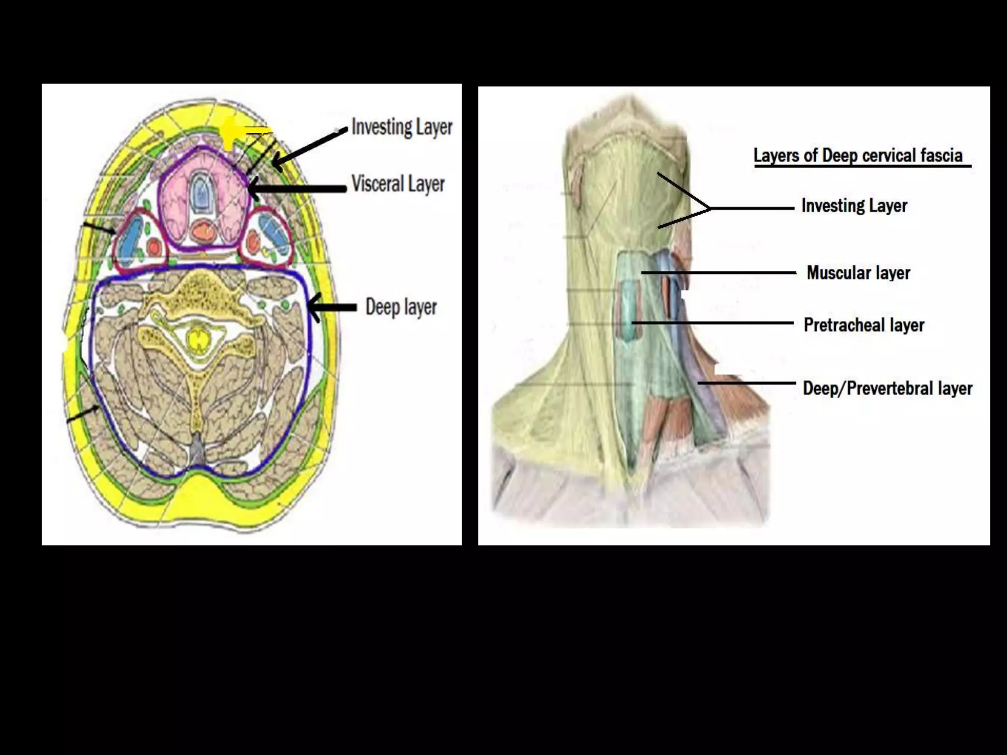 7. anatomy of neck incuding deep neck spaces | PPT