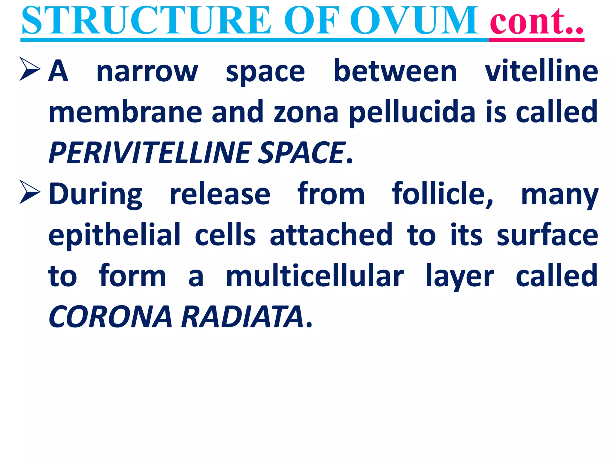 Structure of Ovum | PDF