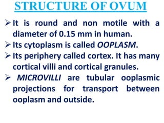 Structure of Ovum | PDF