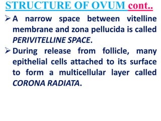 Structure of Ovum | PDF
