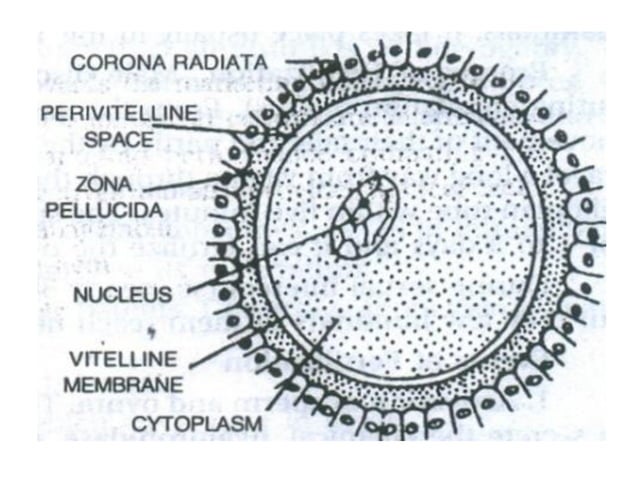 Structure of Ovum | PDF