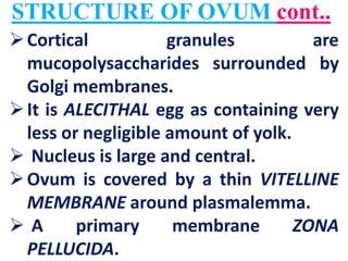 Structure of Ovum | PPT