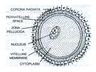 Structure of Ovum | PPT