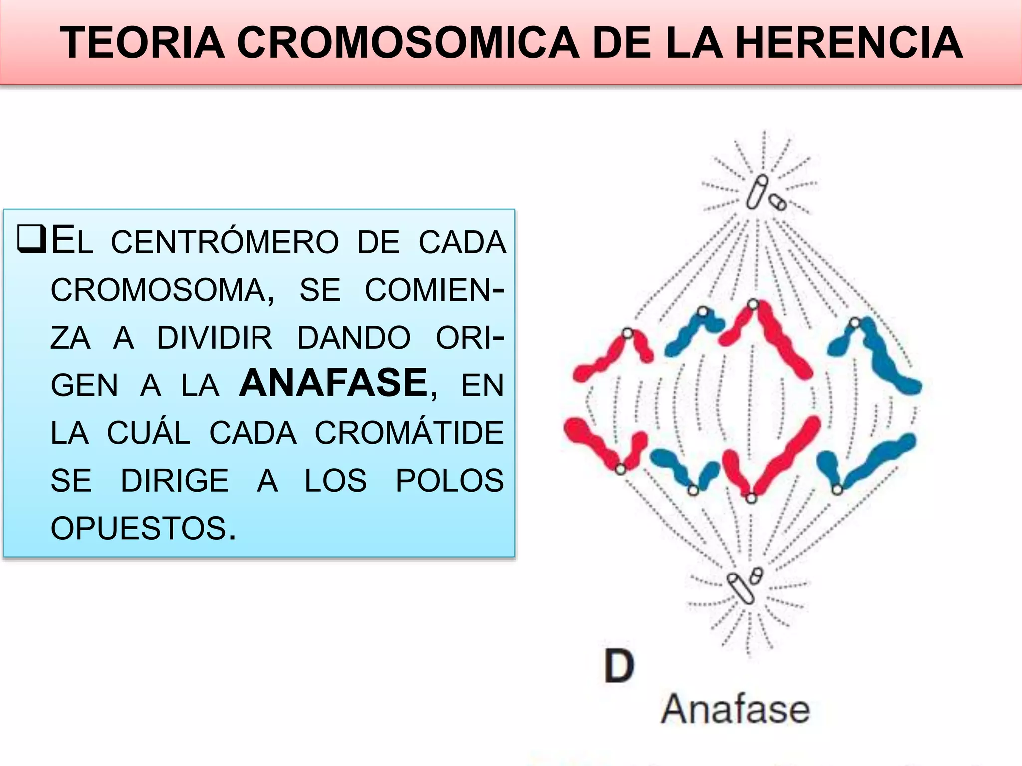 7 Embriogenesis De Las Celulas Germinales Cgp Ppt 