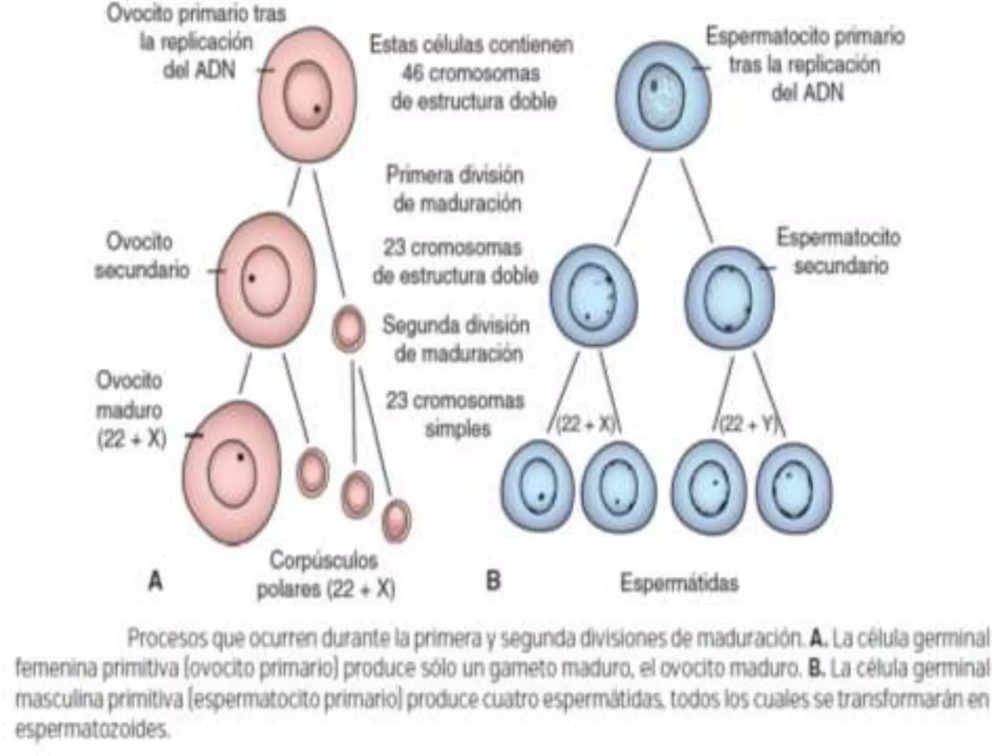 7 Embriogenesis De Las Celulas Germinales Cgp Ppt 