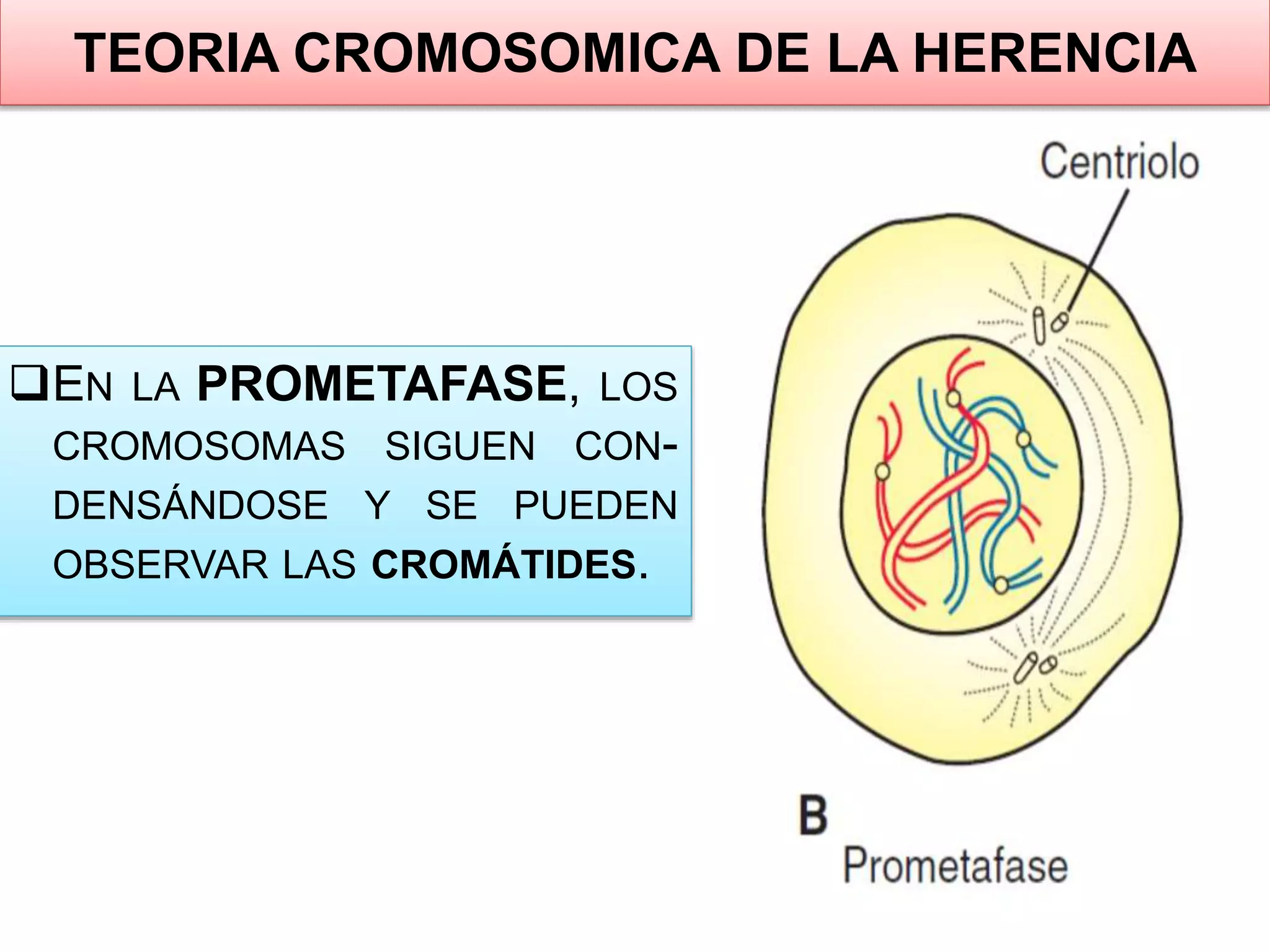 7 Embriogenesis De Las Celulas Germinales Cgp Ppt 