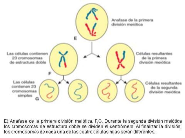 7 Embriogenesis De Las Celulas Germinales Cgp Ppt 
