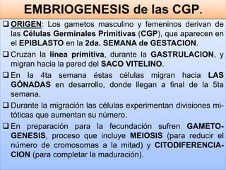 7. embriogenesis de las celulas germinales (cgp). | PPTX