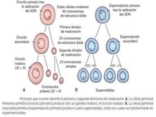 7. embriogenesis de las celulas germinales (cgp). | PPTX