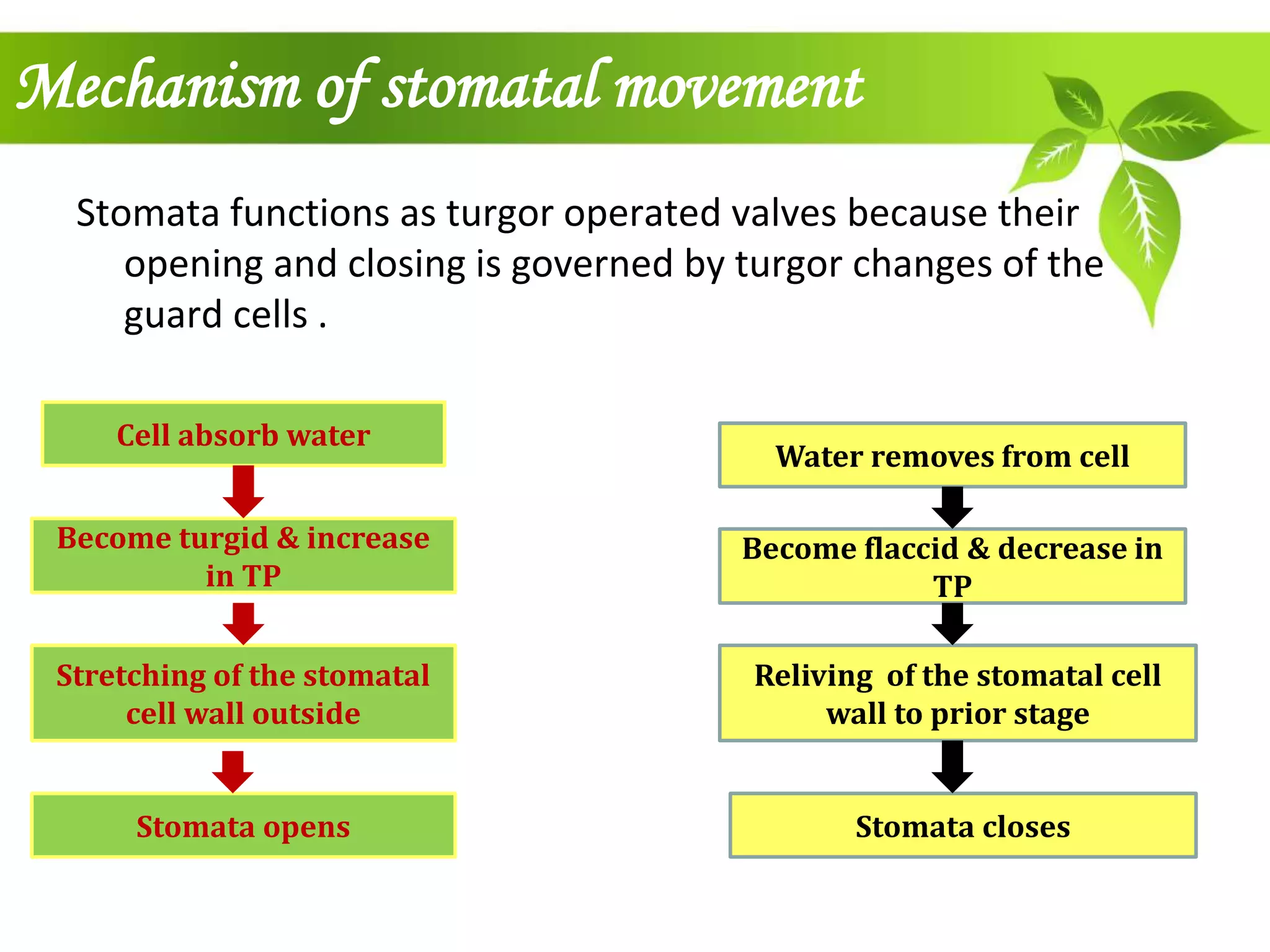 Physiology of stomata | PPT
