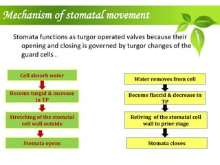 Physiology of stomata | PPT