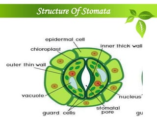 Physiology of stomata | PPT