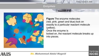 7.3 chemical reactions photochemistry & enzymes | PPT