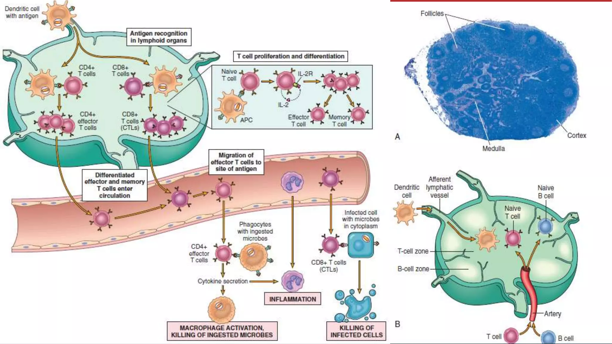 Basic Principles of the Immune System | PPTX
