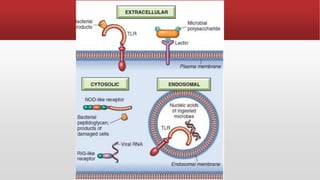 Basic Principles of the Immune System | PPTX