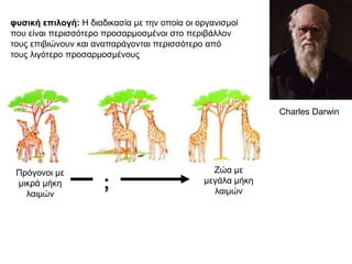 7.1 H εξέλιξη και οι μαρτυρίες της | PPT