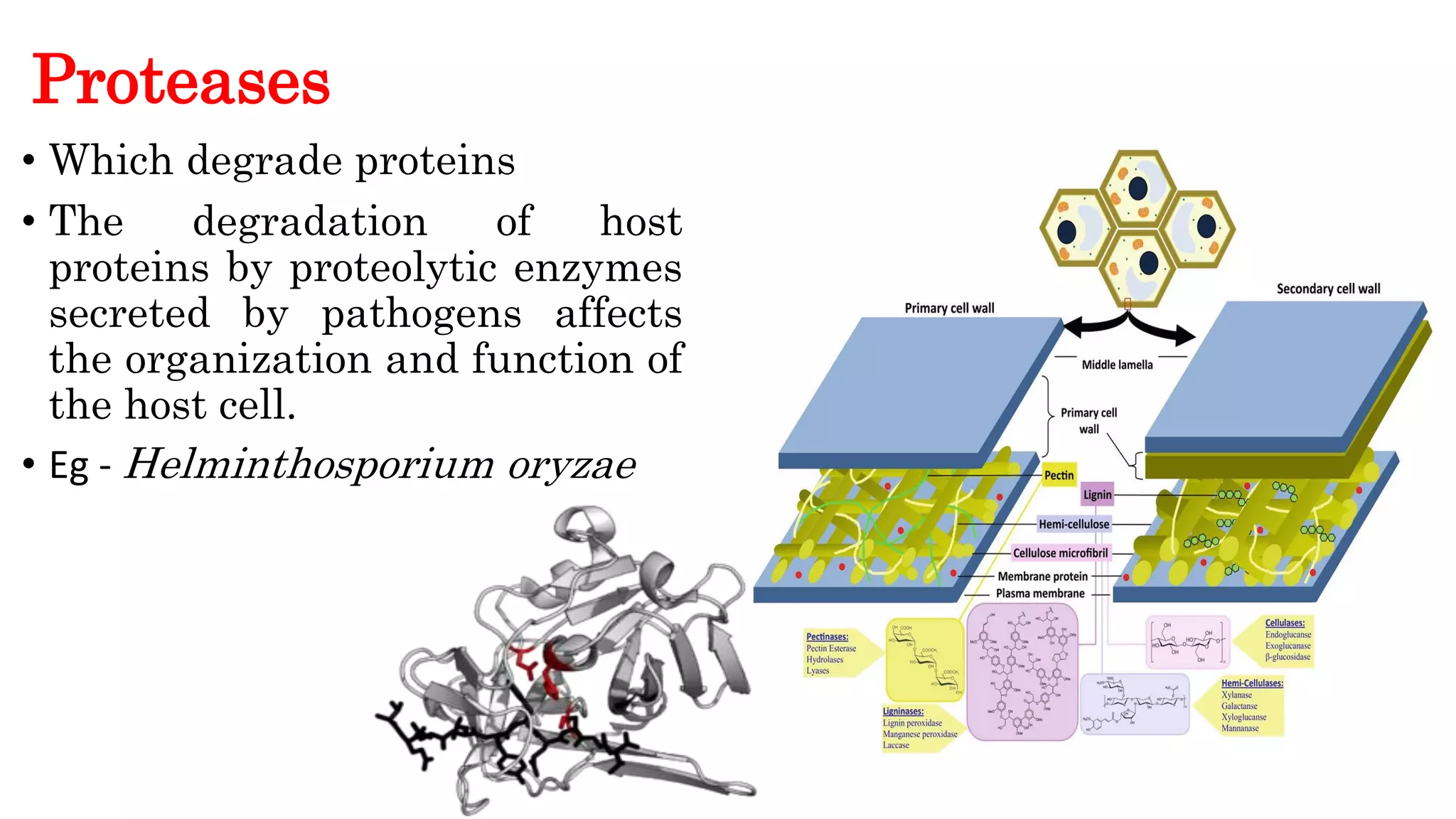 Role of enzymes in pathogenesis | PDF