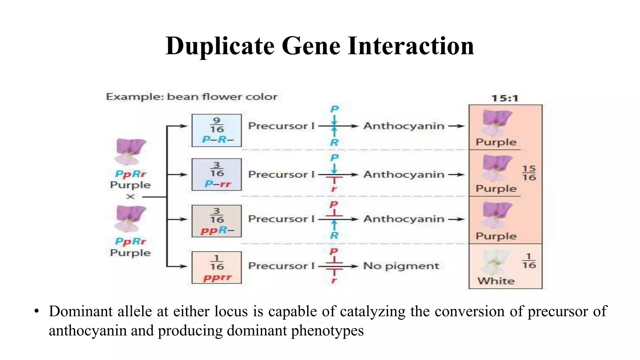 Gene interactions | PPT