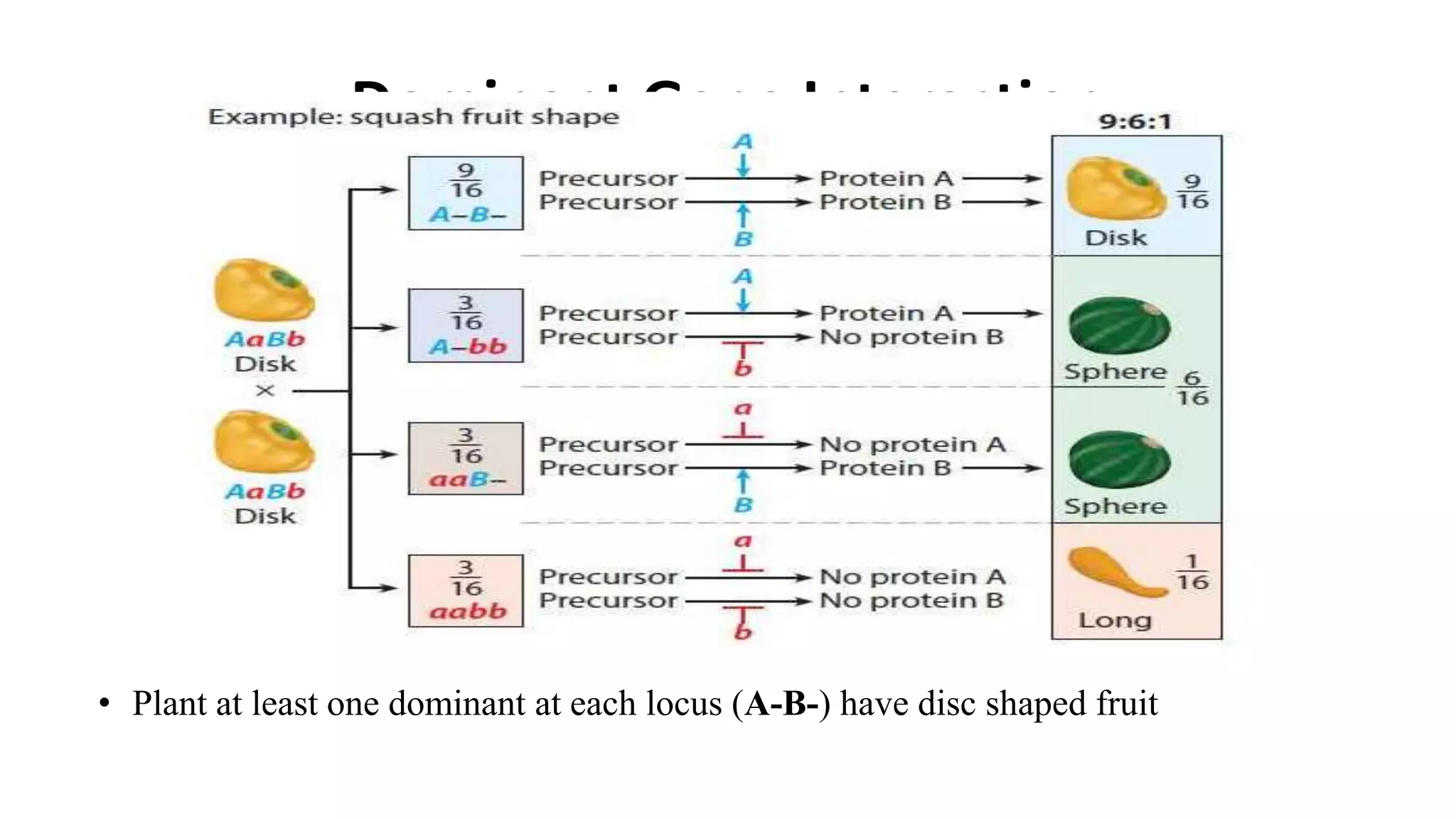 Gene interactions | PPT