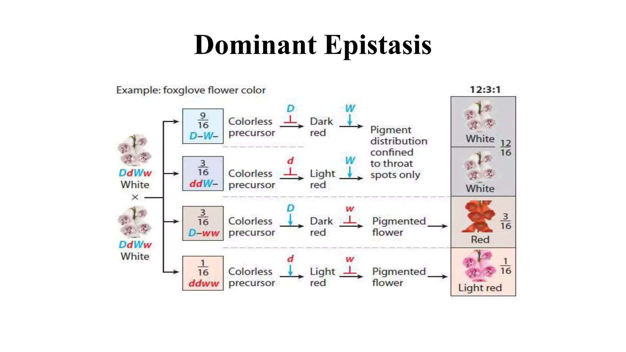 Gene interactions | PPT