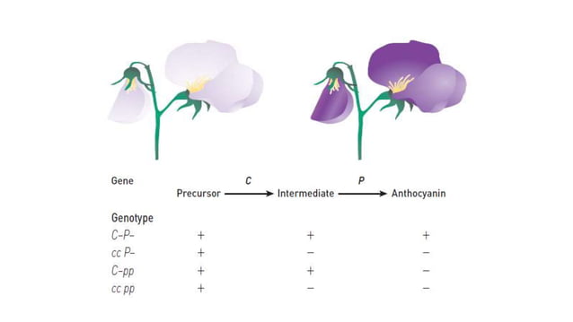 Gene interactions | PPT | Genetics | Science