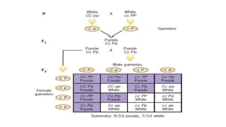 Gene interactions | PPT