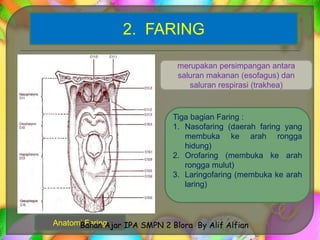 7. sistem pernafasan pada manusia | PPT