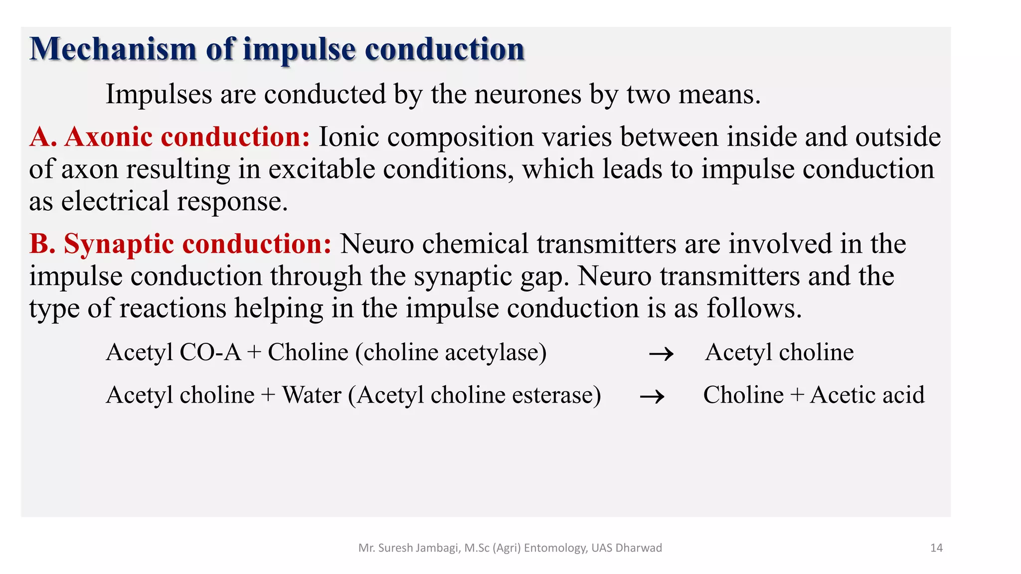 Nervous system in insects | PPTX