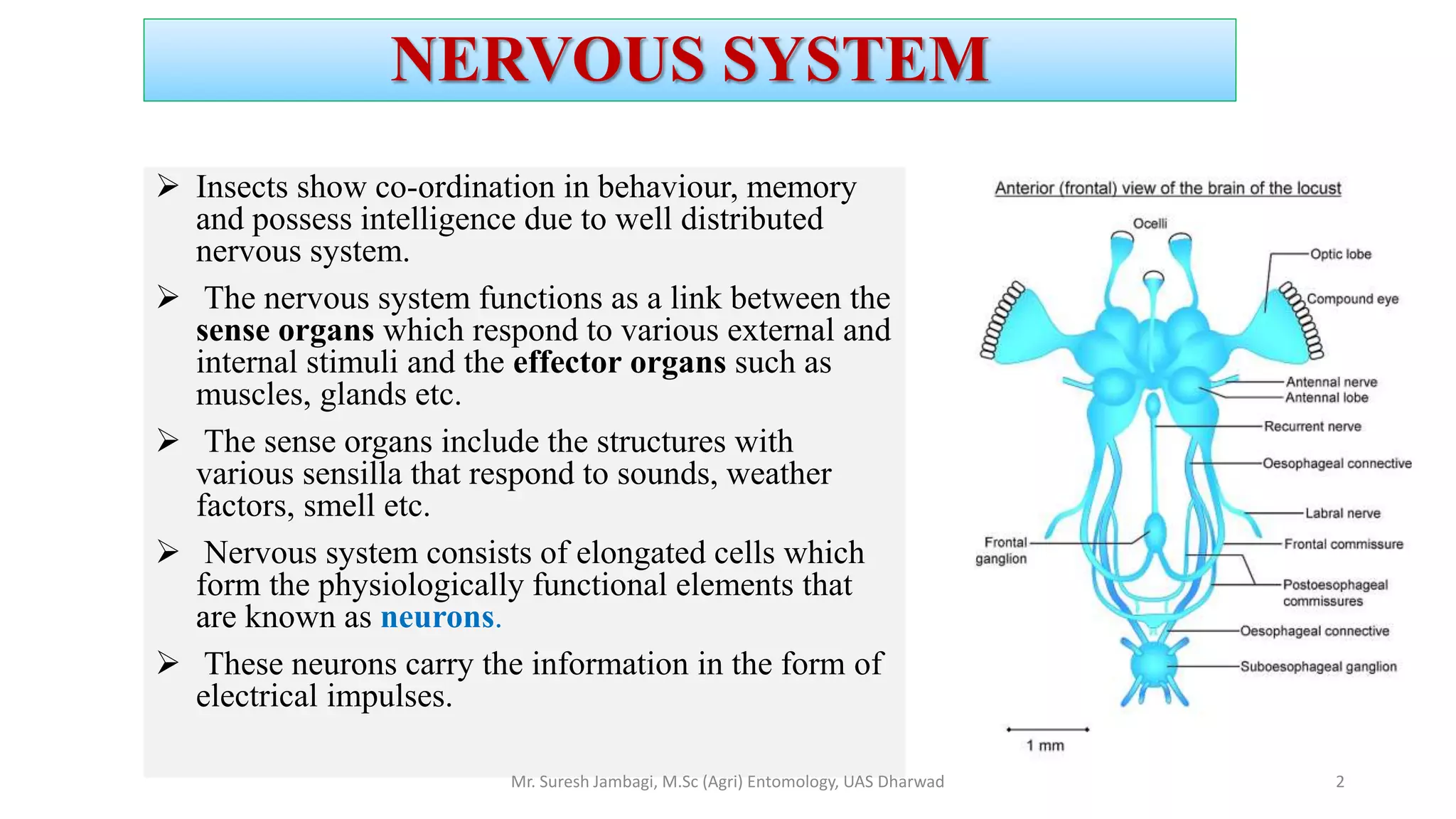 Nervous system in insects | PPTX