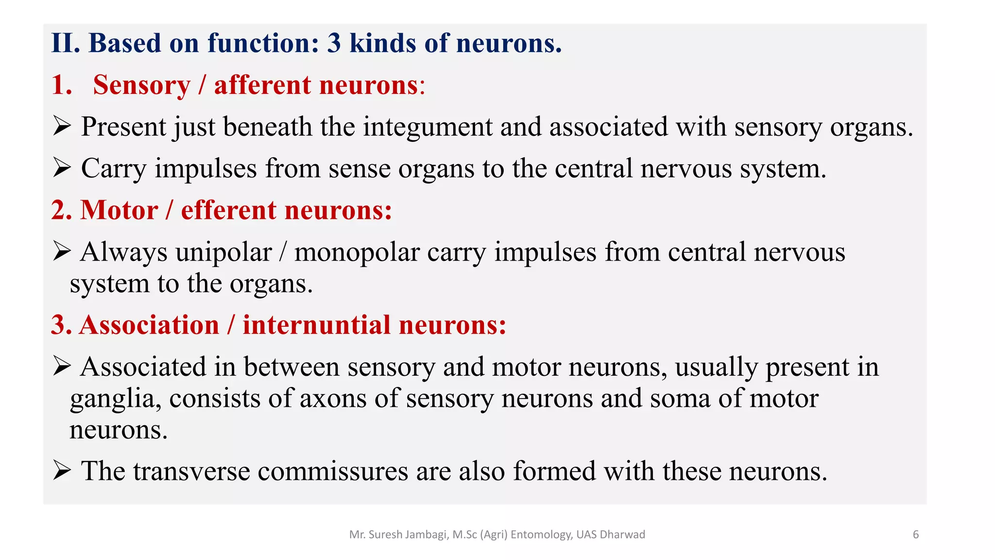 Nervous system in insects | PPTX
