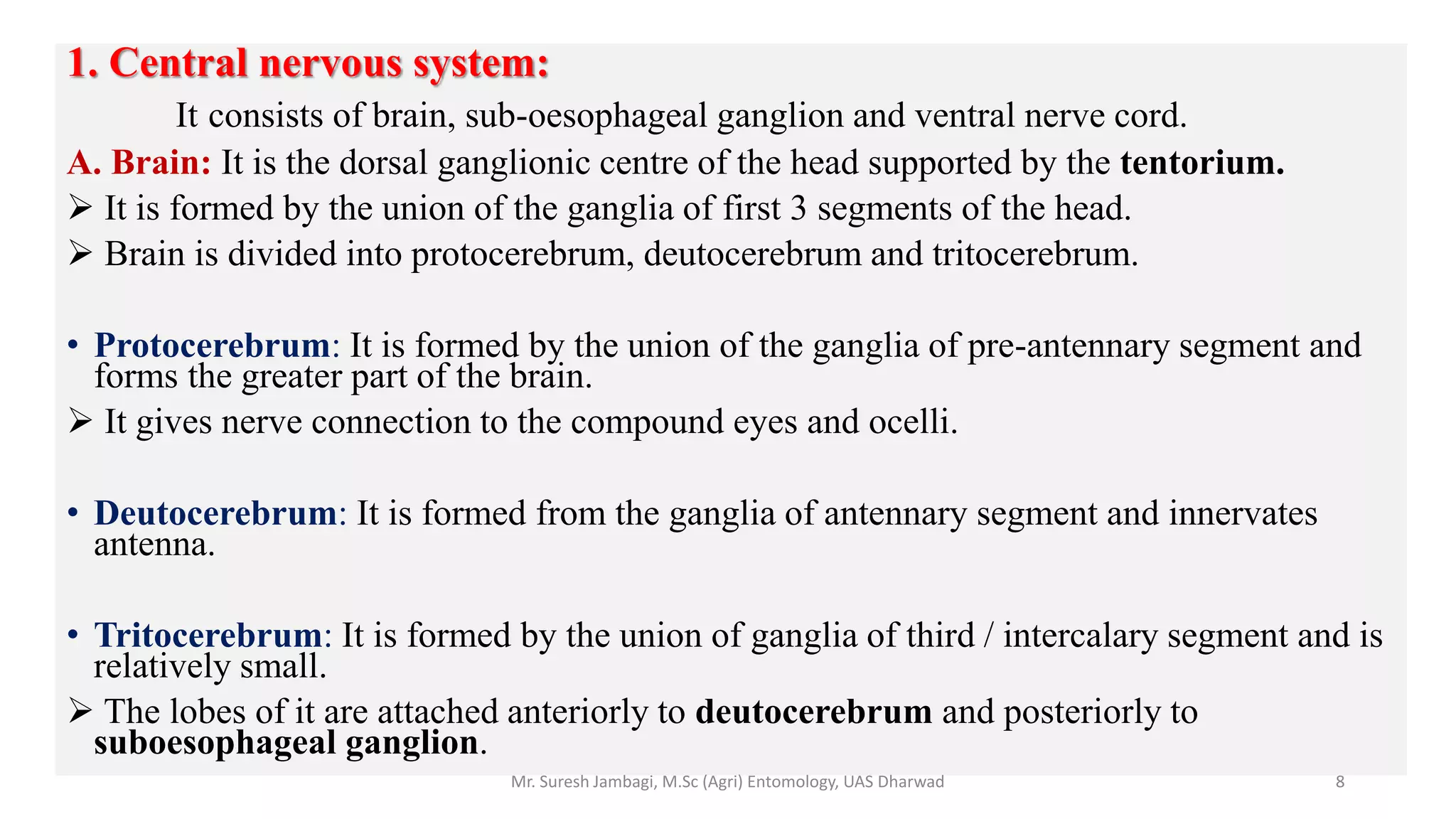 Nervous system in insects | PPTX
