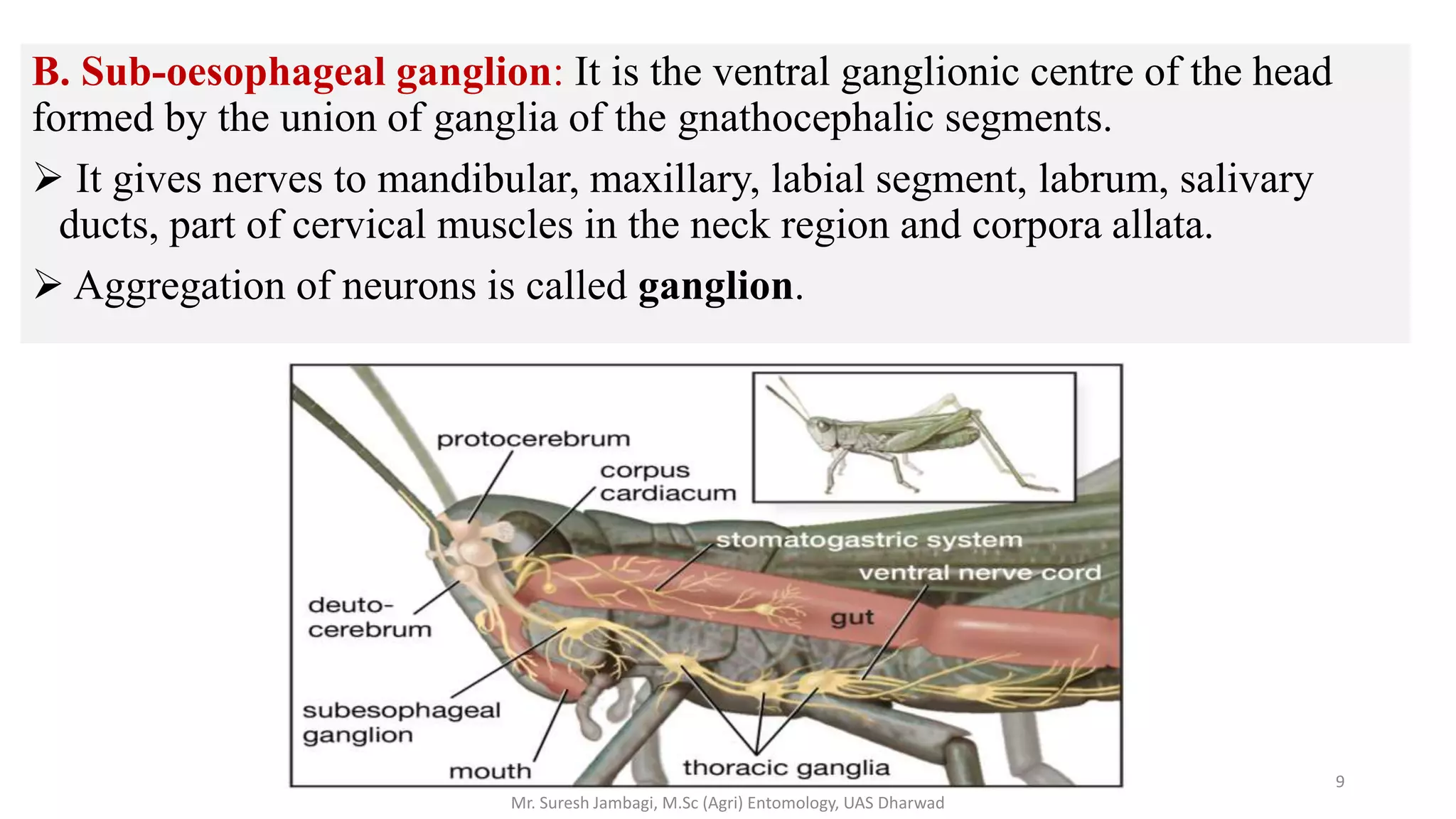 Nervous system in insects | PPTX
