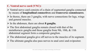 Nervous system in insects | PPTX
