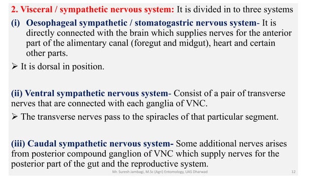 Nervous system in insects | PPTX | Brain and Nervous System Disorders ...