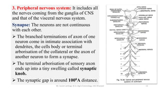 Nervous system in insects | PPTX