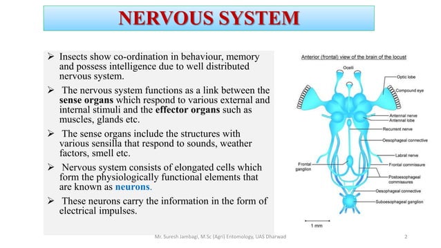 Nervous system in insects | PPTX | Brain and Nervous System Disorders ...
