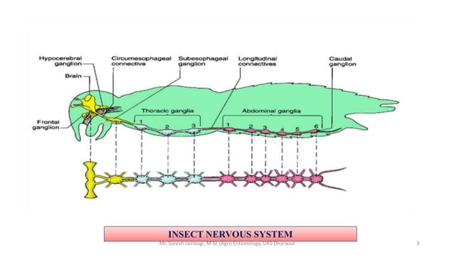Nervous system in insects | PPTX | Brain and Nervous System Disorders ...