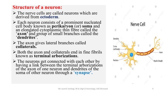 Nervous system in insects | PPTX | Brain and Nervous System Disorders ...